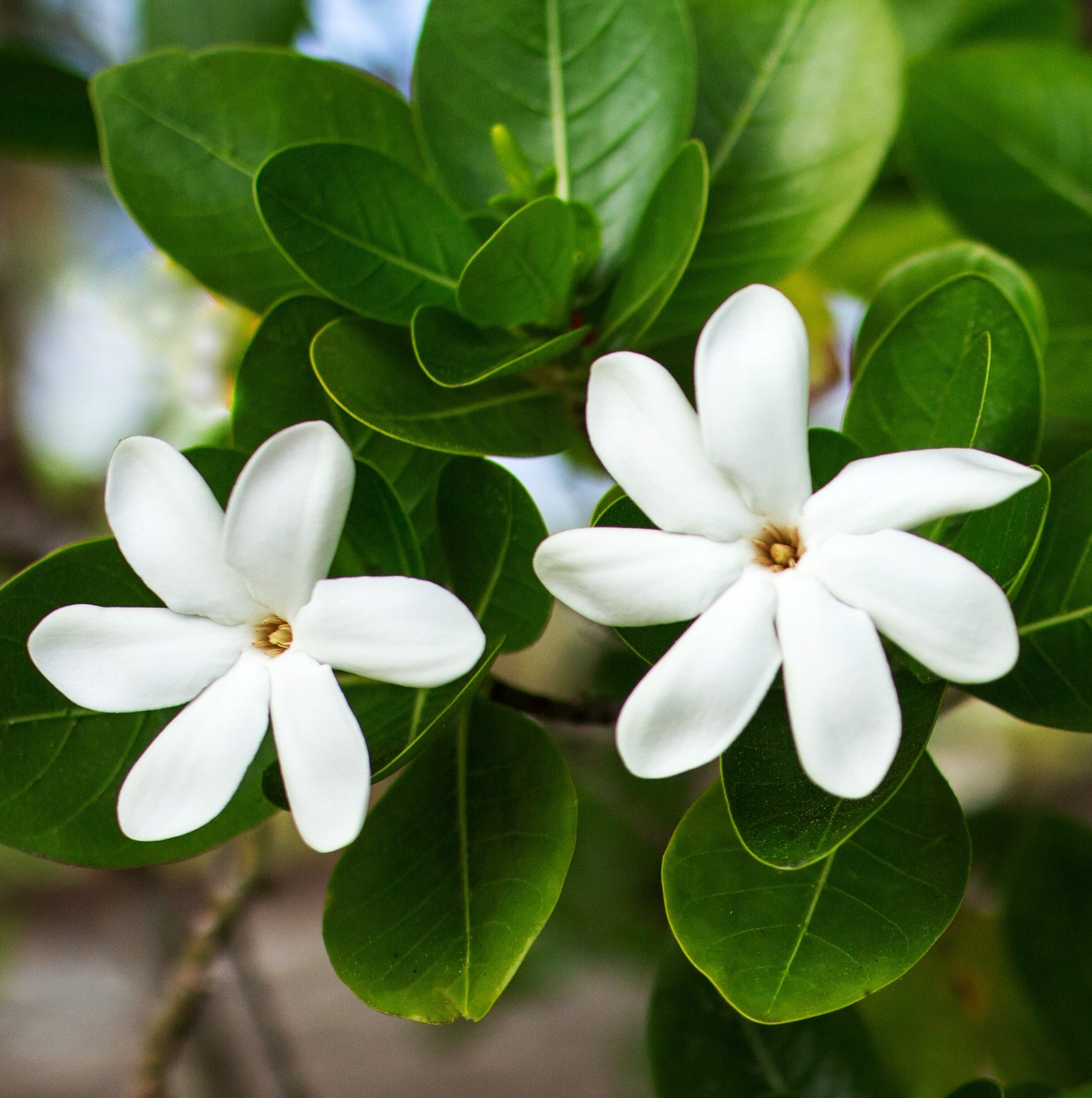 Tiare Tahiti: La Flor del Monoï y Símbolo de Polinesia